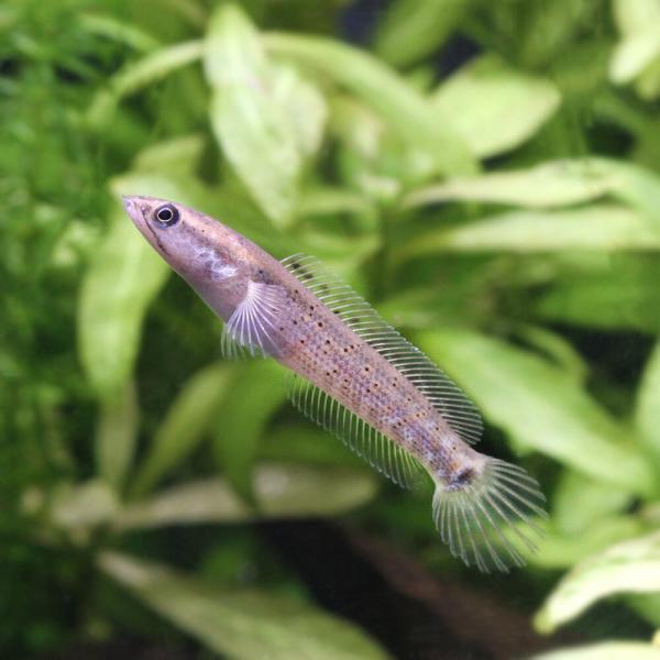 PF_SPQ　_aqua　sfset　fish_database　熱帯魚・エビ他　ベタ・グラミー・アナバス　スネークヘッド・他　ブルームーンレインボースネークヘッド　１匹　ベタ・グラミー　その他　ネーブルファントムスネークヘッド　バーミーズ...