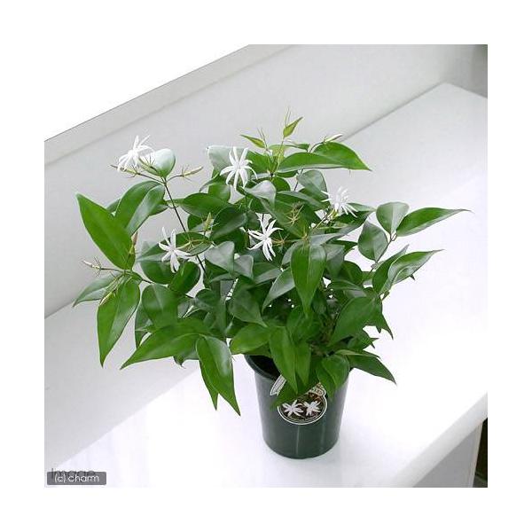ガーデニング　ハーブ　ガーデニング　野菜／果物・ハーブ　ハーブ　emporio　all_plants　emporio400_599　育て方　育成方法　栽培方法　観葉植物