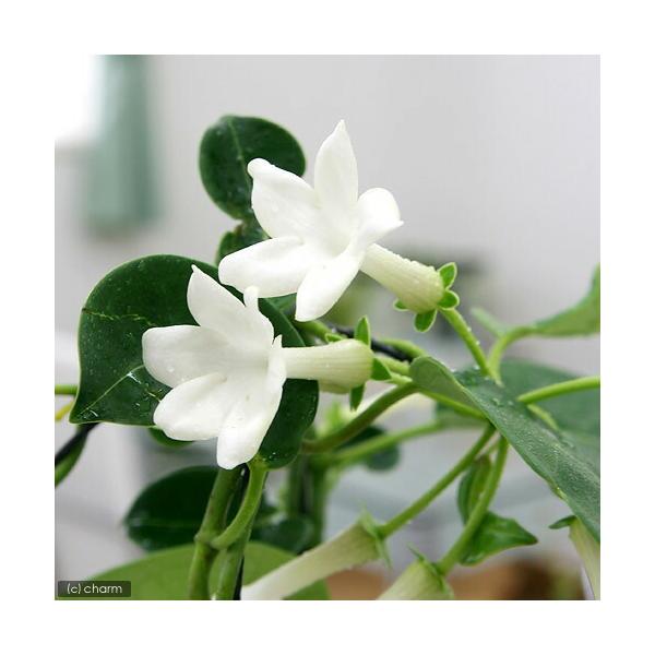 _gardening　ガーデニング　花　鉢花　ジャスミン　マダガスカルジャスミン　20130810　ＨＴ　育て方　育成方法　栽培方法　観葉植物　キョクチトウ　マダガスカルシタキソウ　ハナヨメバナ　Stephanotis　floribunda...