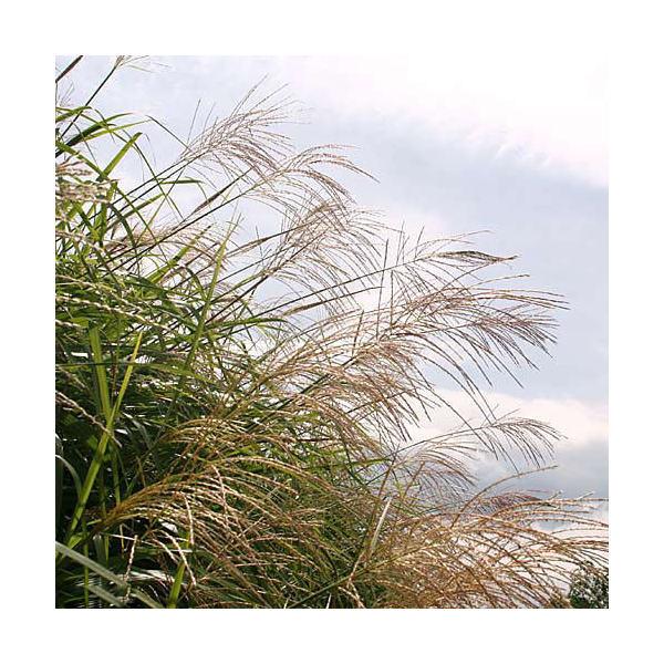 _gardening　ガーデニング　園芸　山野草　苗　ススキ　薄　Miscanthus　sinensis　イネ科ススキ属　otsukimi_plants　植物　植物生体　ガーデニング生体　育て方　育成方法　栽培方法　opa2_delete　...