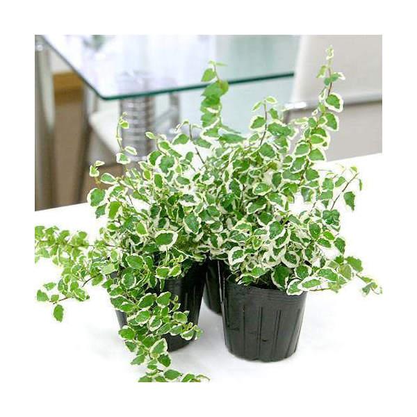 reveiwcoupon2604rk　paludariumplants　_gardening　_hachu　_kame　観葉植物　園芸　ガーデニング　ビバリウム　アクアテラリウム　パルダリウム　両爬向き植物水草　クワ科　Ficus　pumi...