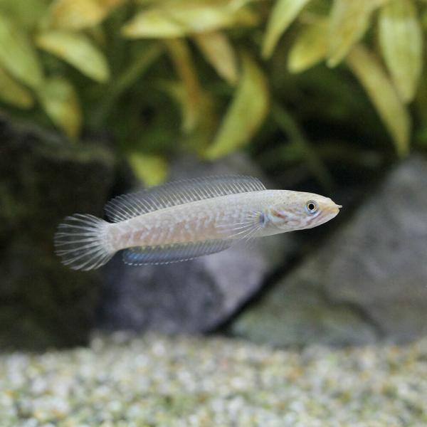 PF_SPQ　熱帯魚・エビ他　ベタ・グラミー・アナバス　スネークヘッド・他　ブルーレインボースネークヘッド　１匹　fish_database　ベタ・グラミー　ニューレインボースネークヘッド　チャンナアンドラオ　Ｃｈａｎｎａ　ｓｐ．　ａｎｄｒ...