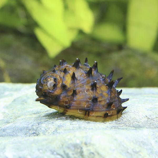 熱帯魚・エビ他　貝　種類で選ぶ　石巻・サザエ・フネアマ　２匹　食べさせる　ハリネズミ貝　クッパスネール　Ｎｅｒｉｔｉｎａ　ｊｕｔｔｉｎｇａｅ　Ｆｒｕｉｔ　Ｎｅｒｉｔｅ　Sｎａｉｌ　Ｋｉｎｇ　Ｋｏｏｐａ　20230326　RN　ngwordC...