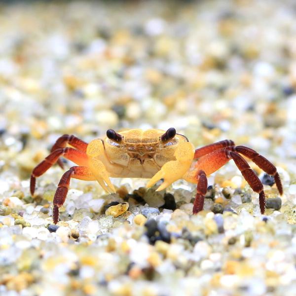 PF_SPQ　熱帯魚・エビ他　ザリガニ・その他生体　ボルネオブルークラブ　１匹　スラウェシシュリンプ　freshwatercrab　three　color　crab　Lepidothelphusa　sp.　Borneo　blue　y23m0...