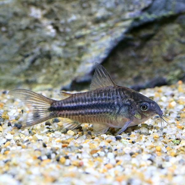 PF_SPQ　_aqua　熱帯魚・エビ他　コリドラス　エレガンスタイプ　コリドラス　ナポエンシス　ブリード　１匹　Ｇａｓｔｒｏｄｅｒｍｕｓ　Ｃｏｒｙｄｏｒａｓ　ｎａｐｏｅｎｓｉｓ　ｃｆ．　ｅｌｅｇａｎｓ　ｓｐ．　20231103　EM　DN...