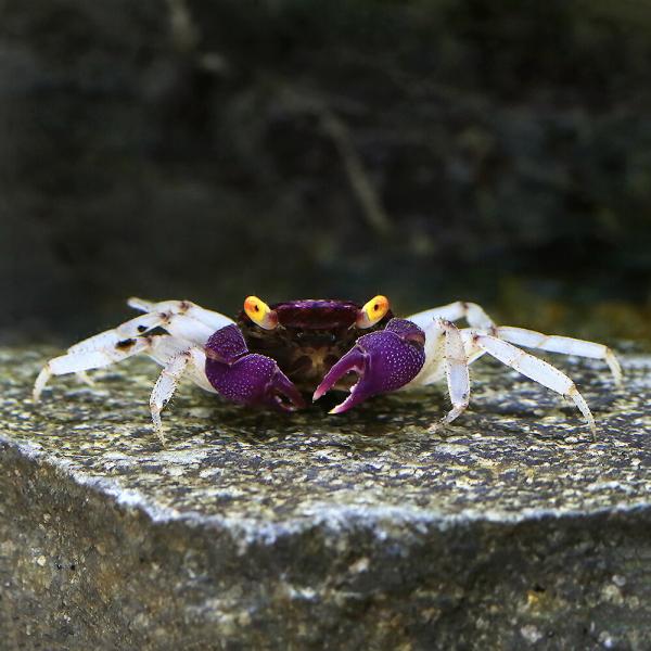 PF_SPQ　_aqua　_insect　熱帯魚・エビ他　ザリガニ・その他生体　グレイバンパイア・クラブ　ドワーフクラブ　１匹　Orchid　Vampire　Crab　Geosesarma　dennerle　var.　White　Leg　G...