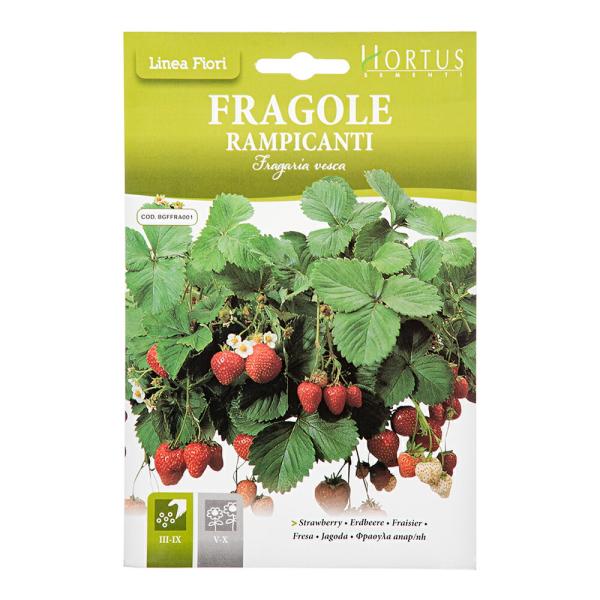 ガーデニング　ハーブ　野菜　果物　いちご　ストロベリー　イタリアの花の種　oypgg15　strawberryitem_series　_gardening　育て方　育成方法　栽培方法　opa2_delete