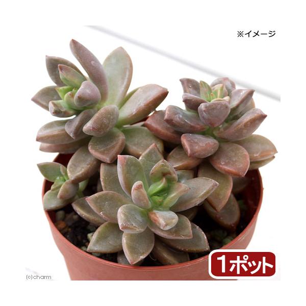 _hachu　_kame　サボテン・多肉植物植物　育て方　育成方法　栽培方法　観葉植物　グラプトペタルム　グラプトペダルム　Graptopetalum　`Bronz'　_gardening　苗　鉢植え　ポット　ガーデニング生体　植物　植物生...