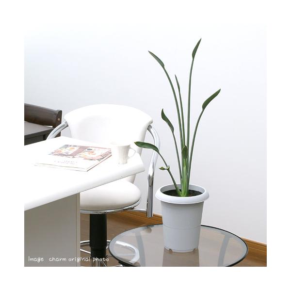 観葉植物　Oobachi　ガーデニング　ストレリチア　ジュンセア　ノーリーフ　ノンリーフ　20120113　notop　育て方　育成方法　栽培方法　kaijo　winplnt