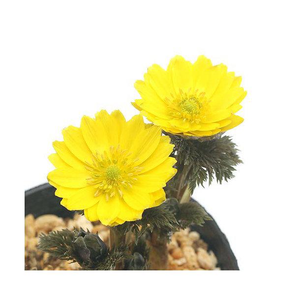 _gardening　ガーデニング　山野草　テラリウム　福寿草　フクジュソウ　Ａｄｏｎｉｓ　ｒａｍｏｓａ　ガンジツソウ　お正月　元日草　ツイタチソウ　朔日草　キンポウゲ　NT　20140205　植物　植物生体　ガーデニング生体　育て方　育成...