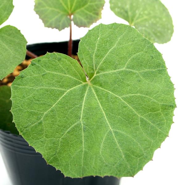 _gardening　ガーデニング　山野草　山菜　健康山菜　宿根野菜　健康山菜シリーズ　フキ　蕗　苳　款冬　菜蕗　Ｐｅｔａｓｉｔｅｓ　ｊａｐｏｎｉｃｕｓ　20171112　ＮＴ　植物　植物生体　ガーデニング生体　育て方　育成方法　栽培方法　...