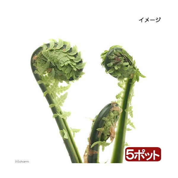 _kame　_gardening　山野草　観葉植物　園芸　ガーデニング　ビバリウム　アクアテラリウム　パルダリウム　水草　草蘇鉄　コゴメ　カンソウ　ガンソウ　イワデンダ科クサソテツ属　Ｍａｔｔｅｕｃｃｉａ　ｓｔｒｕｔｈｉｏｐｔｅｒｉｓ　20...