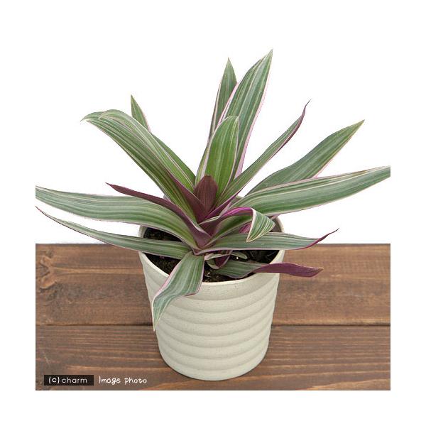 _hachu　_gardening　muryotassei_500_599　_kame　観葉植物　ガーデニング　ビバリウム　アクアテラリウム　パルダリウム　両爬向き植物　ツユクサ科　ロエオ属　トラディスカンチア属　ムラサキツユクサ属　Rho...