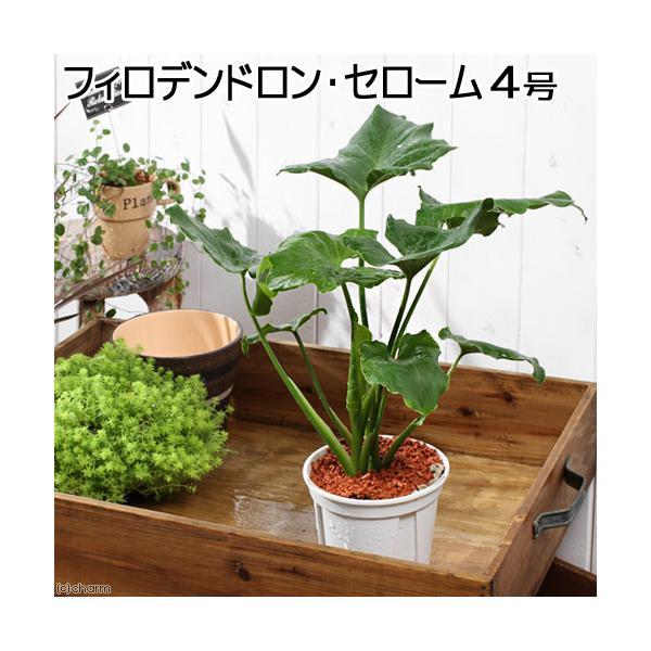 _gardening　観葉植物　園芸　ガーデニング　ビバリウム　アクアテラリウム　パルダリウム　水草　クリプトとその近縁　セローム　セロウム　Philodendron　selloum　フィロデンドロンシリーズ　20140522　HT　4go...