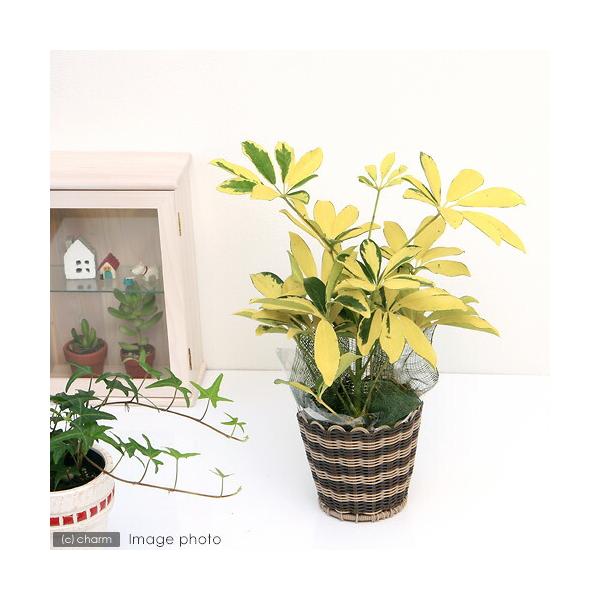 観葉植物　ガーデニング　ウコギ科　フカノキ属　シェフレラ属　Schefflera　arboricola　‘Happy　Yellow’　ヤドリフカノキ　香港カポック　ホンコンカポック　シェフレラシリーズ　all_plants　背丈２０〜５０ｃ...