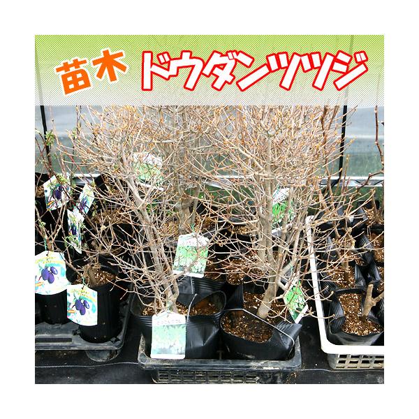 ガーデニング　山野草　苗　爛漫130316　育て方　育成方法　栽培方法　bnr_hrgmgr　ドウダンツツジ