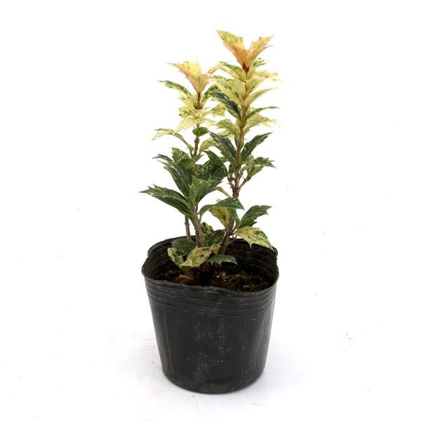 _gardening　ガーデニング　emporio　all_plants　観葉植物　背丈２０〜５０ｃｍ　emporio600_399　ichiba1105　クリスマス　itiba1115　植物　育て方　育成方法　栽培方法　ヒイラギ　jity...