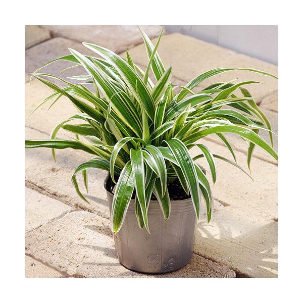 _gardening　_hachu　_kame　観葉植物　園芸　ガーデニング　ビバリウム　アクアテラリウム　パルダリウム　両爬向き植物　キジカクシ科　クロロフィツム属　Chlorphytum　bichetii　ランナー　20150618　Ｈ...