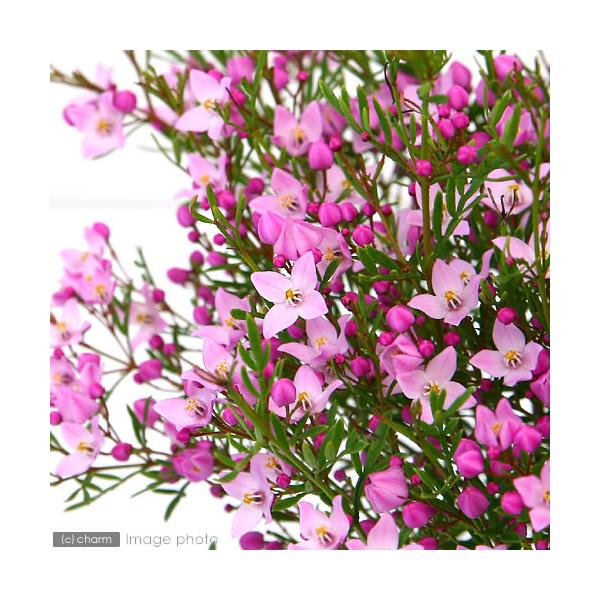 観葉植物　ガーデニング　花　苗　鉢花　ボロニア　ピナータ　20140228　ＨＴ　育て方　育成方法　栽培方法　kaijyo　opa2_delete　toukihassouhuka