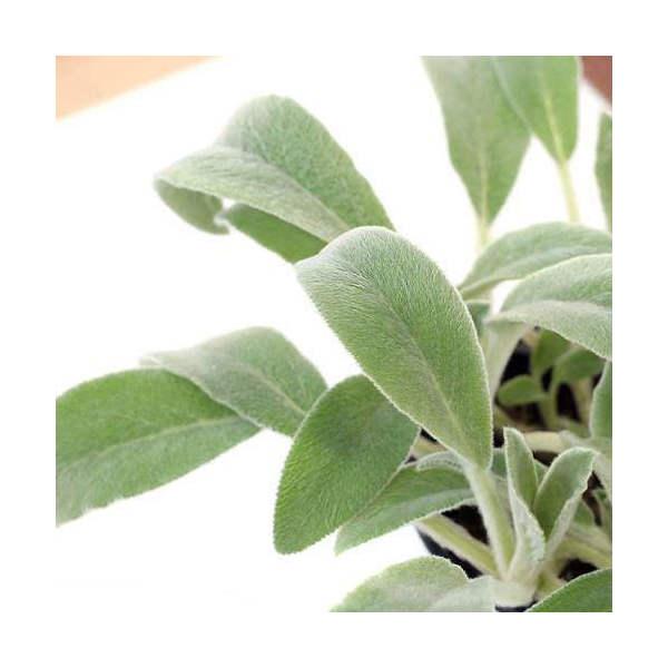 _gardening　ガーデニング　観葉植物　背丈２０〜５０ｃｍ　ハーブ　20100426　ＨＴ　ワタチョロギ　Stachys　byzantina　シルバー　リース　育て方　育成方法　栽培方法　opa2_delete　herb2022　pu...