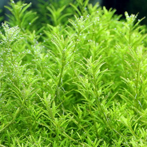 PF_SPQ　Rotala_Wayanad　熱帯魚　_aqua　Rotala　sp."Wayanad"　有茎　ヤ行　ナンセアンの仲間　水草　後景草　明るい　ワイナード302　all_plants　wp_kywrd　sougen_series...