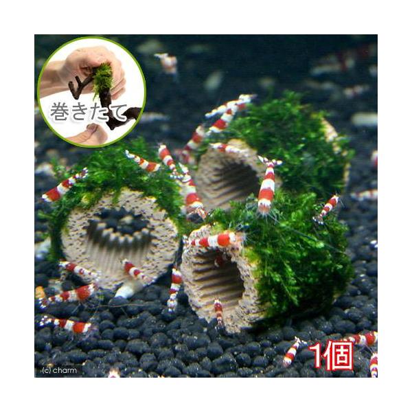 熱帯魚　_wp　_aqua　ウィローモス特集　ビギナーにお勧め　水草付き流木　エビ用水草　CO2なしでも育つ水草　水草　モスドーム/ハウス　all_plants　ウィローモス　20100408　KM　ライフKM　life_manaus　エビ...