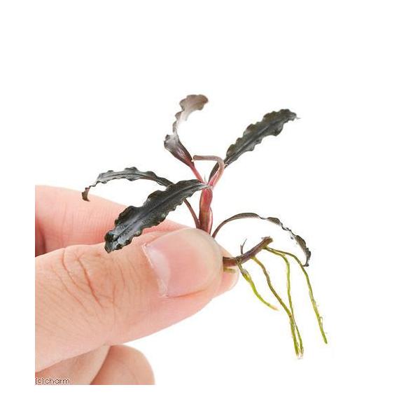 PF_SPQ　熱帯魚　水草　クリプトとその近縁　ワイルド便/sp　all_plants　20100529　SY　wp_kywrd　ブセファランドラsp　クダガン　wp0421_10bus　wp0505_buse　ccampain191280...