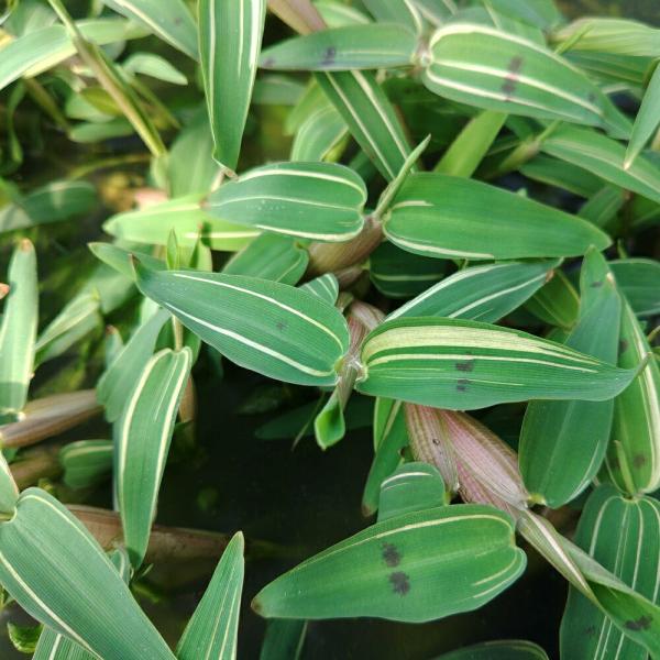 PF_SPQ　ビオトープ　ガーデニング　水辺植物　浮き草　浮草　ビオ植物　イネ科　ヒグロリーザ属　ヒグロリーザアリスタータストライプ　ハイグロリザアリスタータ　ヒルムシロシバ　蛭蓆芝　Hygrorhyza　Aristata“stripe"　...