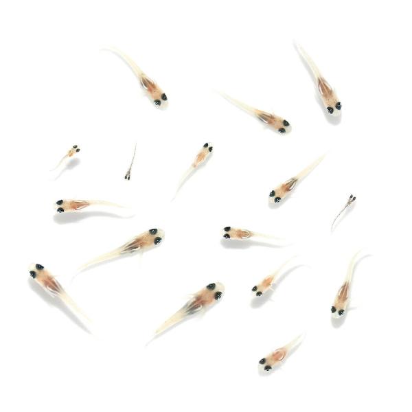 金魚　メダカ　_aqua　ｎkstMiyuki_bnr　Ｏｒｙｚｉａｓ　ｌａｔｉｐｅｓ　ｖａｒ．　ビオトープにおすすめの生体　biotope　cool　熱帯魚　エビ他　日本産メダカ　改良品種　nittan_medaka_youkihi　透明...