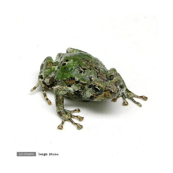 PF_SPQ　Microhylidae　カエル　オタマ　両生　両爬生体　亀・爬虫類カエル　amp_Frog　sokonuke0216爬虫類　terra_seitai　kokuubinn_ng　reptile_databas　amp_Land...