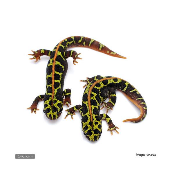 PF_SPQ　sfset　_hachu　Urodela　Salamandridae　両爬生体　亀・爬虫類サラマンダー　amp_Salamander　20101109　MK　kokuubinn_ng　wyjnd415爬虫類　reptile_d...