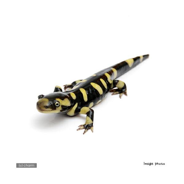 PF_SPQ　sfset　_hachu　Urodela　Ambystomatidae　両爬生体　亀・爬虫類サラマンダー　amp_Salamander　20101026　MK　2010saimatsu_rep　kokuubinn_ng　nw1...