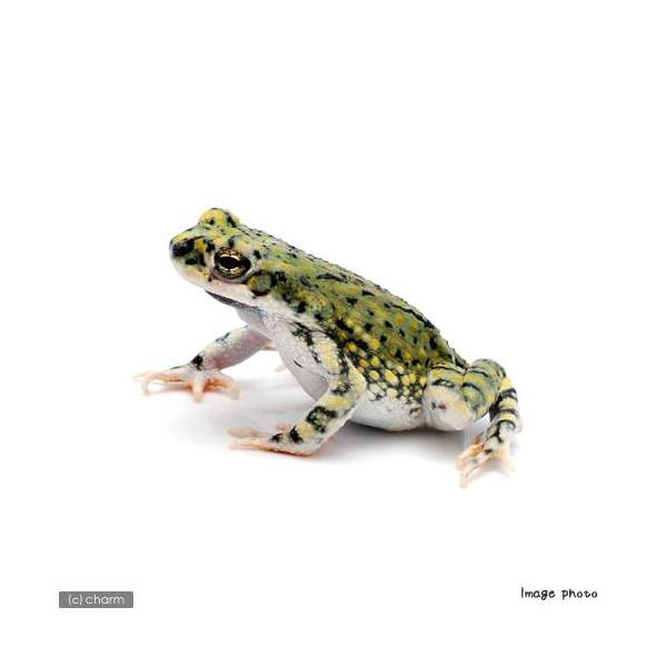 PF_SPQ　_hachu　sfset　Mycrohilidae　カエル　オタマ　両生　両爬生体　amp_Frog　amp_Land_Frog　terra_seitai　20101127　ＭＫ　kokuubinn_ng　テキサスミドリヒキガ...