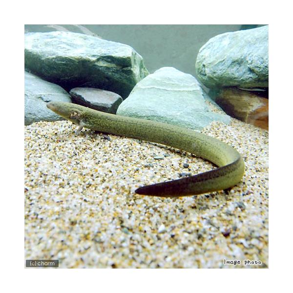 PF_SPQ　Sirenidaee　両爬生体　amp_Salamander　20101030　ＭＫ　asdgwe23　2010bonus_rep　reptile_databas　eccentric_amp y25m12 2026zenki