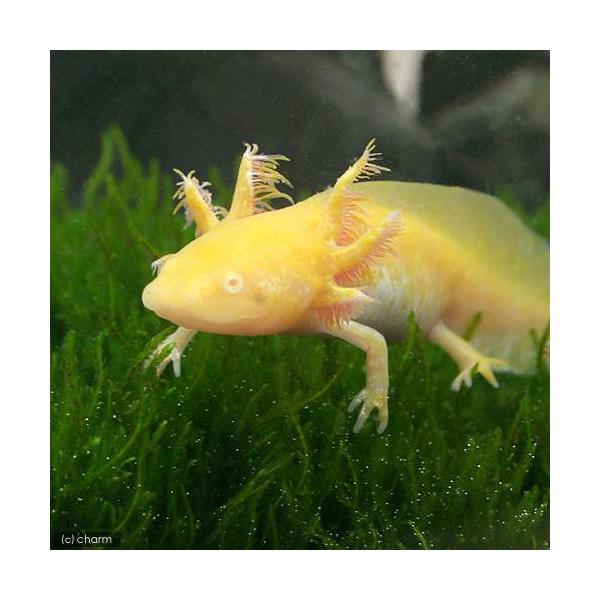 PF_SPQ　_aqua　_kame　_hachu　亀・爬虫類　生体　イモリ／サラマンダー　ウーパールーパー　ゴールデン　ベビー　１匹　Ｓサイズ　ウーパールーパー各種　Urodela　熱帯魚・エビ他　ザリガニ・その他　両爬　amp_Axol...