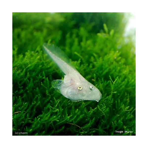 PF_SPQ　Leptodactylidae　カエル　オタマ　両生　両爬生体　亀・爬虫類　カエル　amp_Frog　ＭＫ　20100917　terra_seitai　reptile_databas　amp_aquatic_Frog　バジェッ...