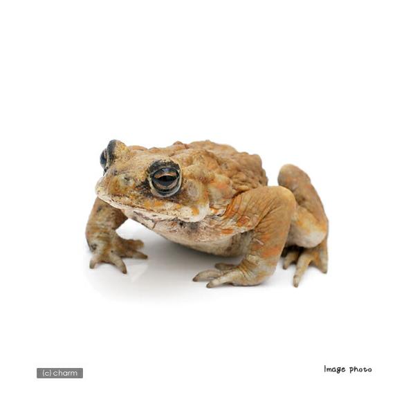 PF_SPQ　Mycrohilidae　カエル　オタマ　両生　両爬生体　amp_Frog　amp_Land_Frog　terra_seitai　ミヤコヒキガエル　宮古ひき蛙　宮古蟇蛙　宮古蟾蜍　20110403　ＭＫ　kokuubinn_n...