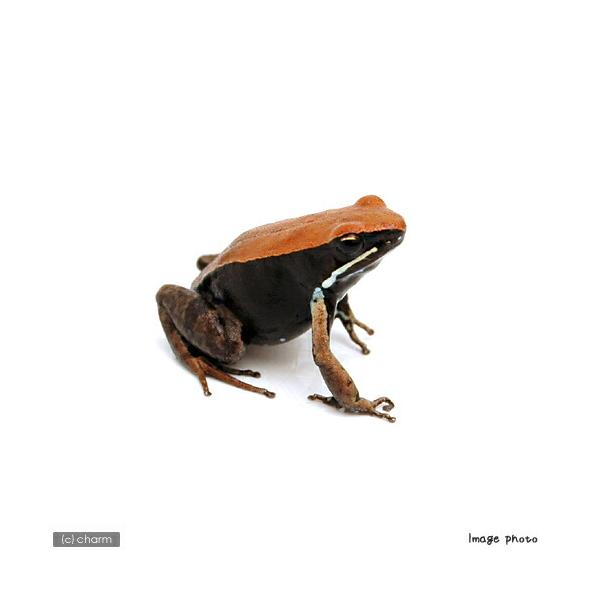PF_SPQ　カエル　生体　sfset　_hachu　ヤドクガエル　マンテラ　オタマ　両生　両爬生体　亀・爬虫類カエル　amp_Frog　amp_Land_Frog　ＭＫ　terra_seitai　kokuubinn_ng　セアカアデガエル...