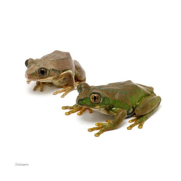 PF_SPQ　_hachu　Hylidae　カエル　オタマ　両生　両爬生体　亀・爬虫類カエル　amp_Frog　20100430　ＭＫ　terra_seitai　kokuubinn_ng　kouhb31　kaehtu_s　Au1006g　r...