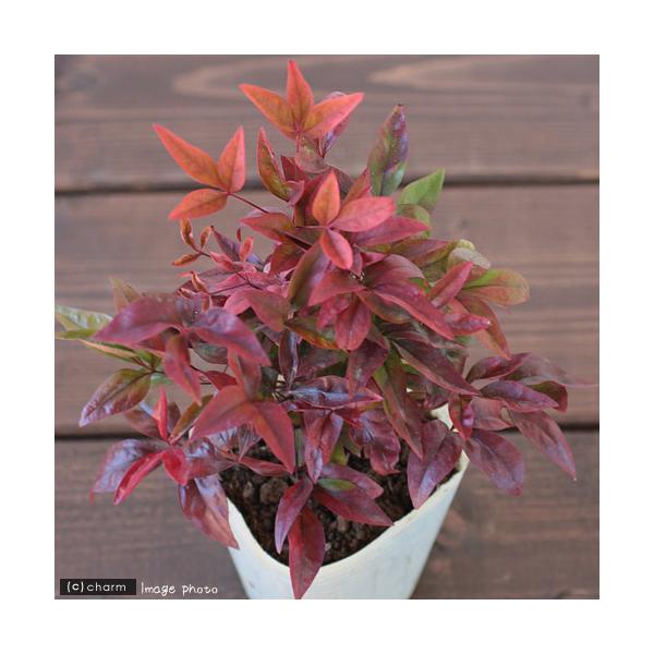 _gardening　ガーデニング　園芸　山野草　お正月　縁起樹　縁起木　osyougatu_plants　osyougatu_item　オタフクナンテン　南天　ナンテン　お多福南天　20151227　ＨＴ　植物　植物生体　ガーデニング生体...