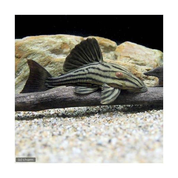 PF_SPQ　sfset　_aqua　熱帯魚・エビ他　プレコロイヤル・パナクエ系　オレンジロイヤルプレコ　１匹　Ｌ０２７ａ　Ｐａｎａｑｕｅ　ｃｆ．ａｒｍｂｒｕｓｔｅｒｉ　Ｔｏｃａｎｔｉｎｓ　パナクエ系　pleco_massigura　kmw...