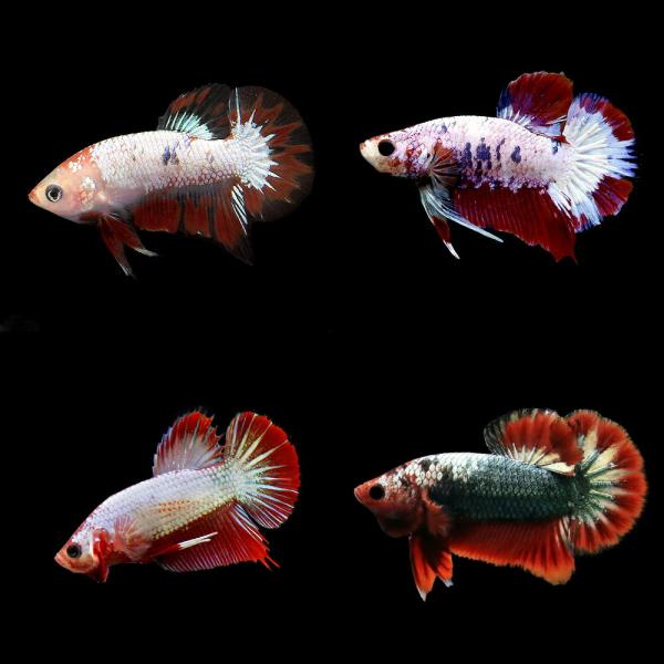 PF_SPQ　熱帯魚・エビ他　ベタ・グラミー・アナバス　改良ベタ　プラガット　ベタ・プラガット　ブルー＆ホワイト　マーブル　１匹　オス　Ｂｅｔｔａ　ｓｐｌｅｎｄｅｎｓ　ｖａｒ．　ベタ・グラミー　ベタ　ファンシー　cichlid_beta　w...