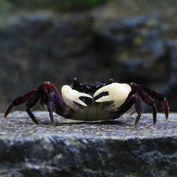 PF_SPQ　_aqua　_insect　fish_database　熱帯魚・エビ他　ザリガニ・その他生体　セルリアンブルー　セルリアンブルークラブ　ドワーフクラブ　１匹　Cerulean Blue Crab　Lepidothelphusa...