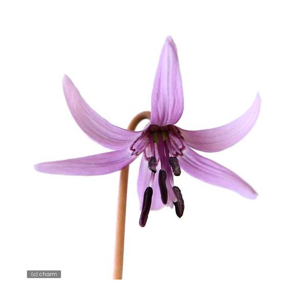 _gardening　ガーデニング　山野草　NT　20140928　Ｅｒｙｔｈｒｏｎｉｕｍ　ｊａｐｏｎｉｃｕｍ　育て方　育成方法　栽培方法　plant2017　bnr_hrgmgr　sps1803_pu5_sanyas　sps1803_3p...