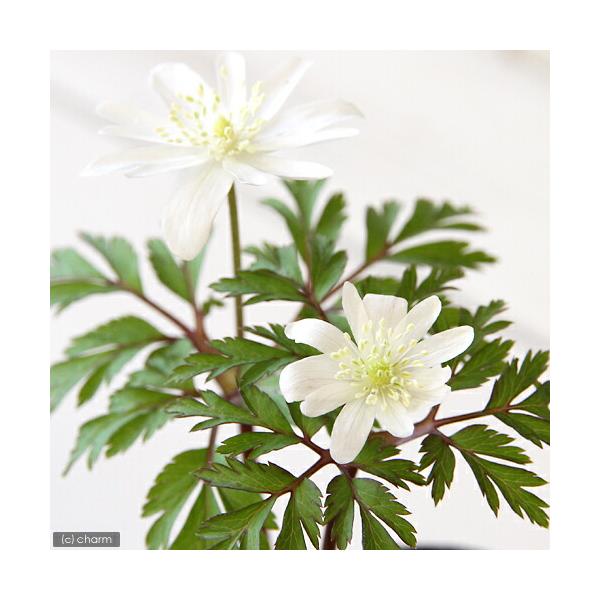 _gardening　ガーデニング　山野草　球根　20110410　cimwoso85　Ａｎｅｍｏｎｅ　ｐｓｅｕｄｏ-ａｌｔａｉｃａ　菊咲きイチゲ　キクザキイチゲ　イチリンソウ　キクザキイチリンソウ　菊咲一輪草　育て方　育成方法　栽培方法　...