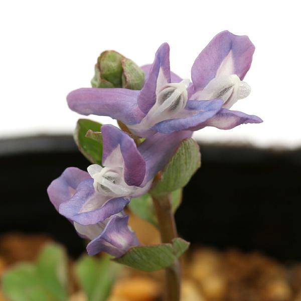 _gardening　ガーデニング　山野草　球根　苗　花　育て方　育成方法　栽培方法　早春植物　盆栽　エンゴサク　延胡索　エゾエンゴサク　蝦夷延胡索　Ｃｏｒｙｄａｌｉｓ　ｈｅｔｅｒｏｃａｒｐａ　ｖａｒ．ｊａｐｏｎｉｃａ　ケシ科　キケマン属　...