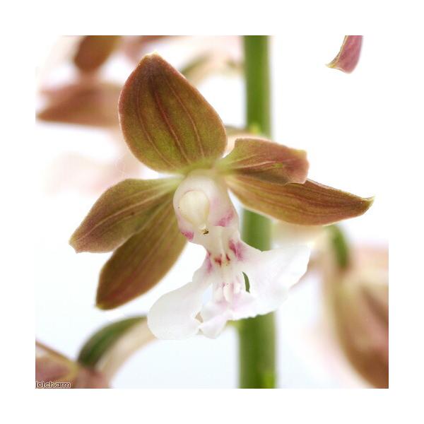 ガーデニング　山野草　球根　えびね　20110410　Ｃａｌａｎｔｈｅ　ｄｉｓｃｏｌｏｒ　ヤブエビネ　cimwoso85　育て方　育成方法　栽培方法　bnr_hrgmgr　地エビネ　ジエビネ　ヂエビネ　チエビネ　海老根
