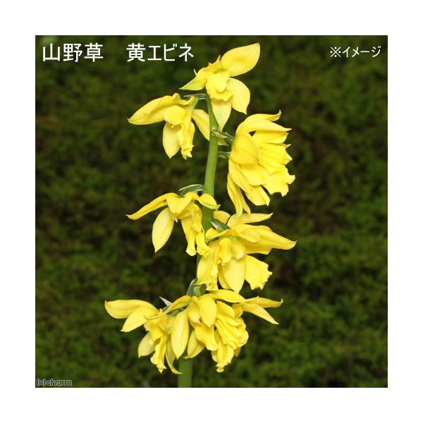 ガーデニング　山野草　球根　えびね　20110410　cimwoso85　育て方　育成方法　栽培方法　bnr_hrgmgr