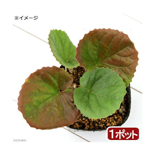 _gardening　ガーデニング　山野草　球根　イワカガミ　育て方　育成方法　栽培方法　bnr_hrgmgr　Ｓｃｈｉｚｏｃｏｄｏｎ　ｓｏｌｄａｎｅｌｌｏｉｄｅｓ　ｖａｒ．ｍａｇｎｕｓ　岩鏡　大岩鏡　オオイワカガミ　イワウメ科　イワカガミ属