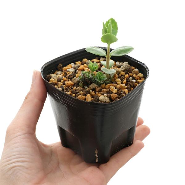 _gardening　ガーデニング　山野草　セダム　Ｓｅｄｕｍ　ｖｉｒｉｄｅ　Ｈｙｌｏｔｅｌｅｐｈｉｕｍ　植物　植物生体　ガーデニング生体　育て方　育成方法　栽培方法　20190407　RM　青弁慶草　アオベンケイソウ　ベンケイソウ　ベンケ...